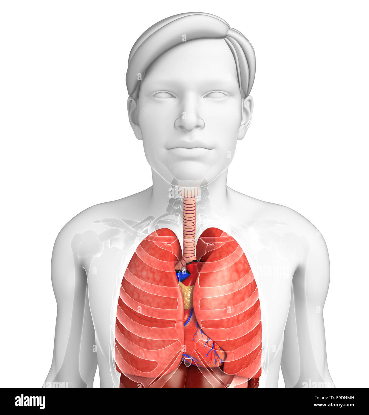 Illustration of male lungs anatomy Stock Photo - Alamy