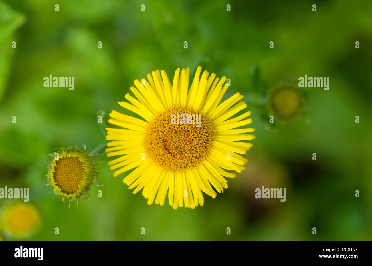 A single open flower of Common Fleabane against a green background ...