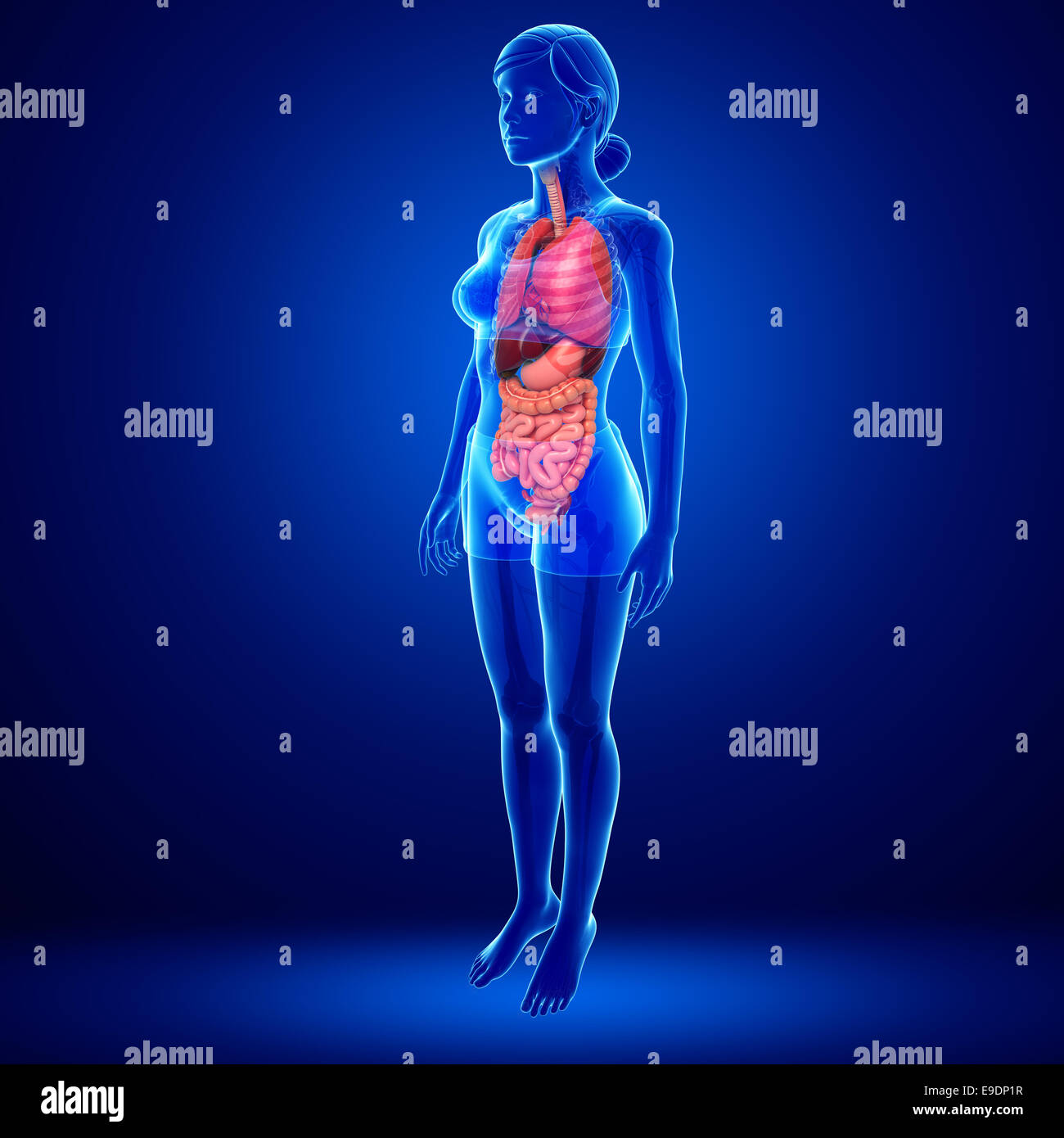 Illustration of female digestive system Stock Photo - Alamy