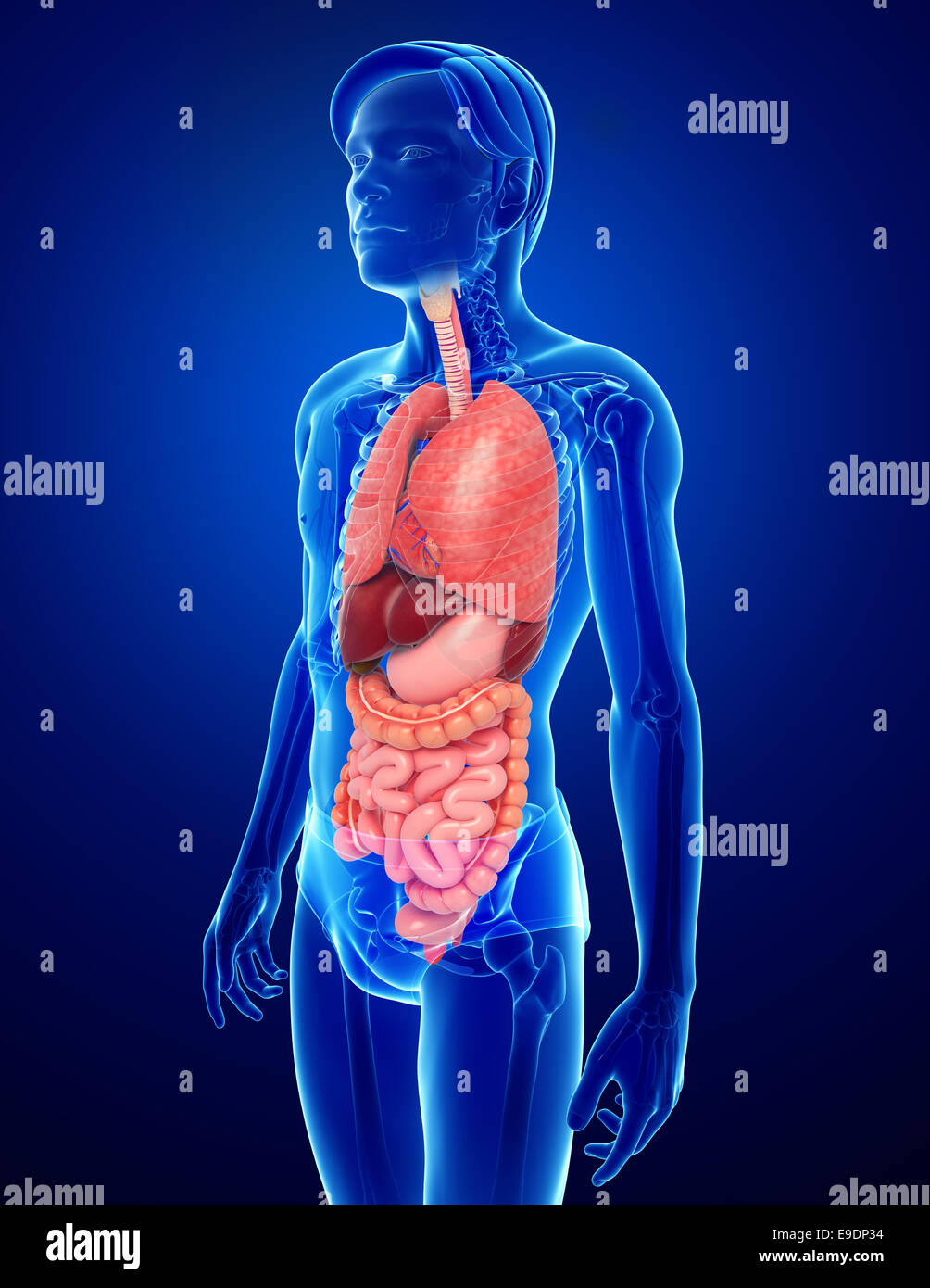Digestive system anatomy Stock Photo - Alamy