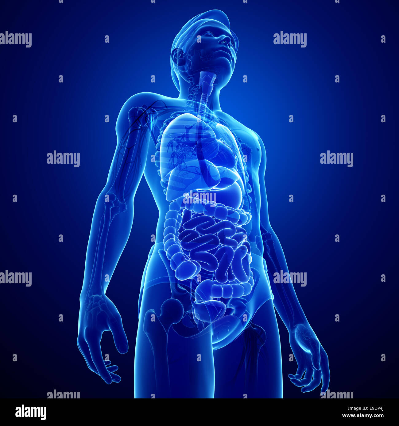 Digestive system anatomy Stock Photo - Alamy