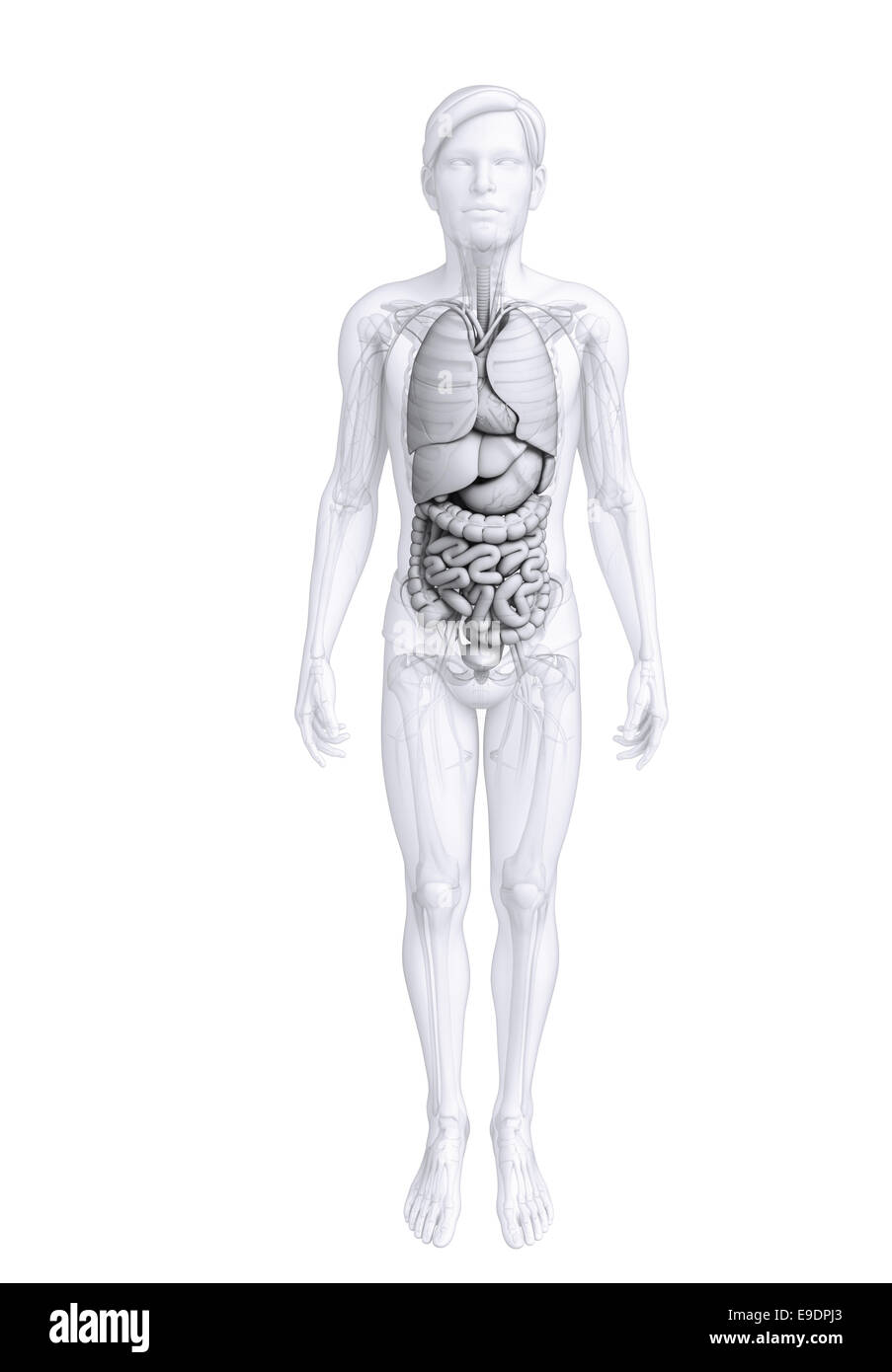 Male guts stomach digestive Cut Out Stock Images & Pictures - Alamy