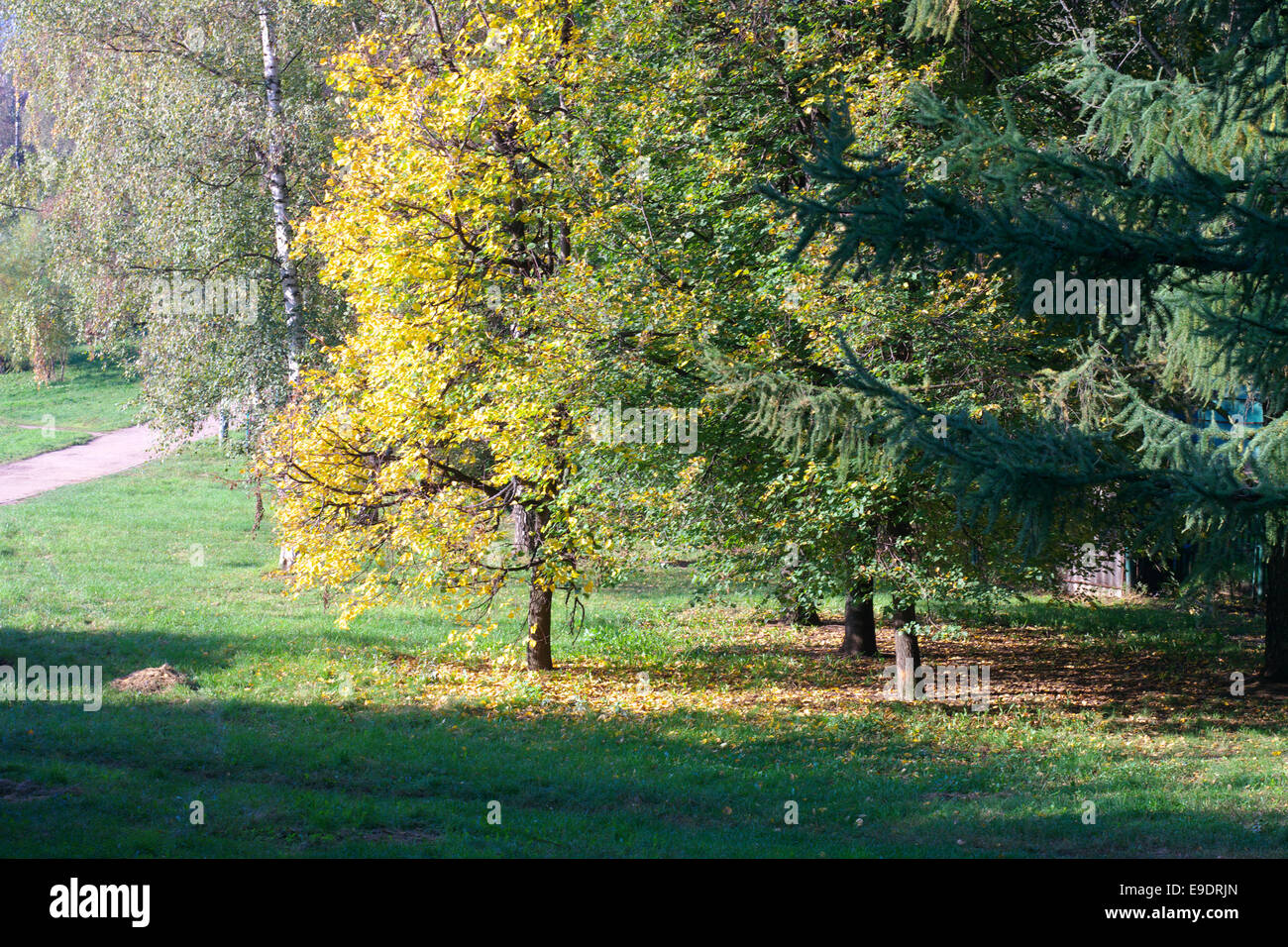 Trees at Day Stock Photo - Alamy