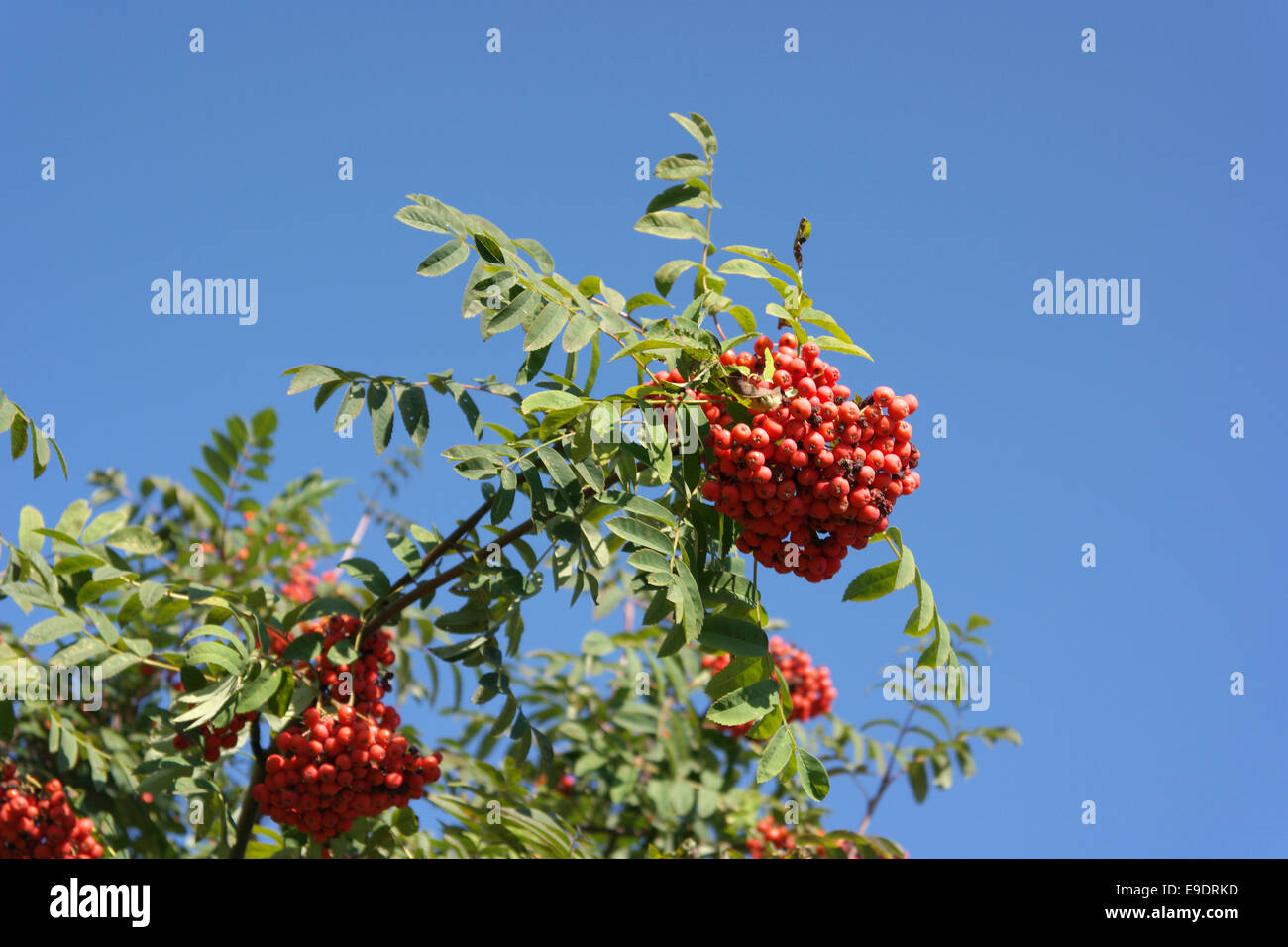 Ashberry tree hi-res stock photography and images - Alamy