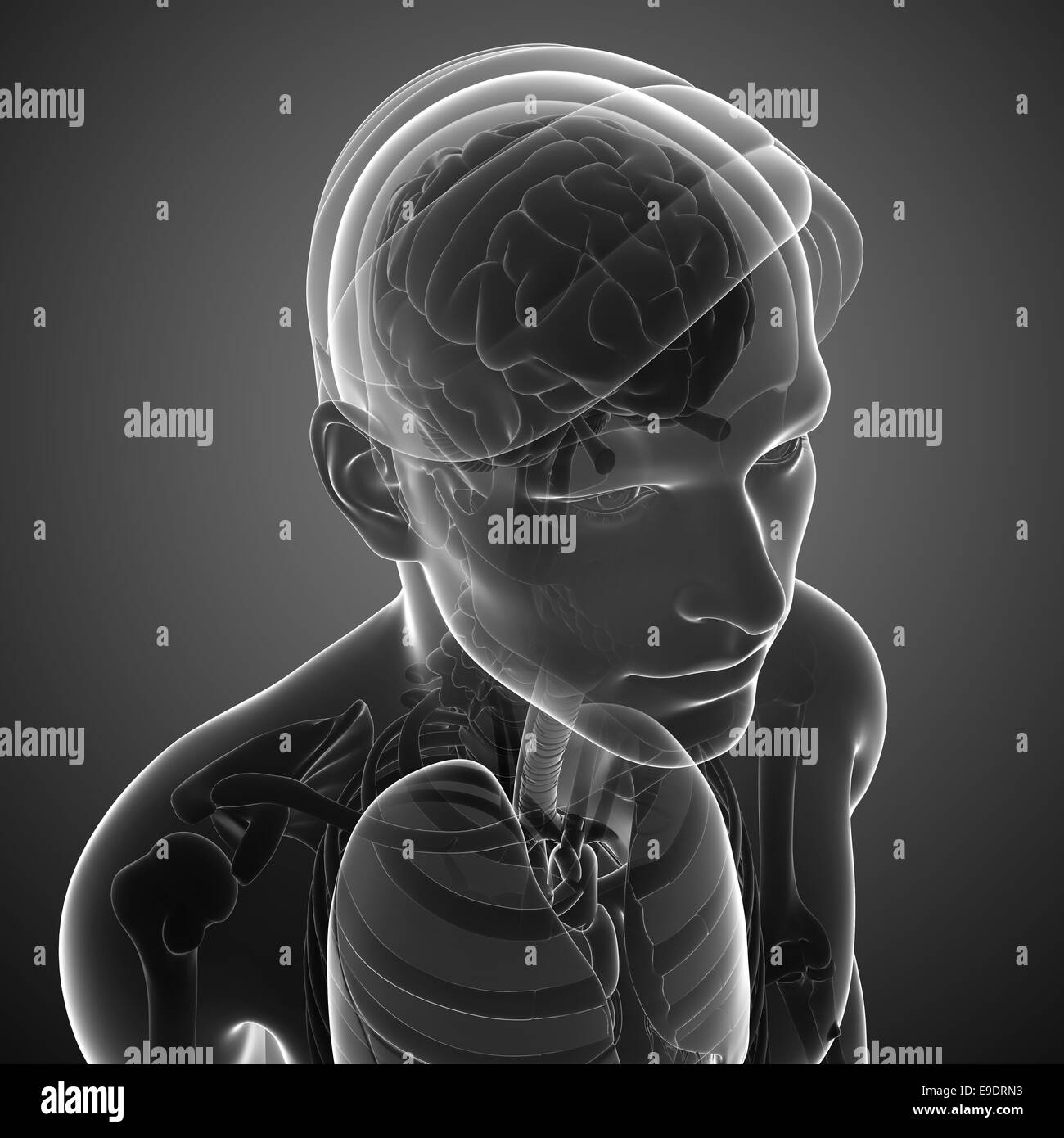 Illustration of male x ray brain anatomy artwork Stock Photo - Alamy