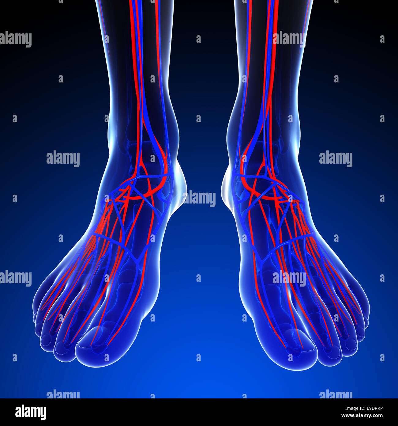 Blood circulation foot hi-res stock photography and images - Alamy