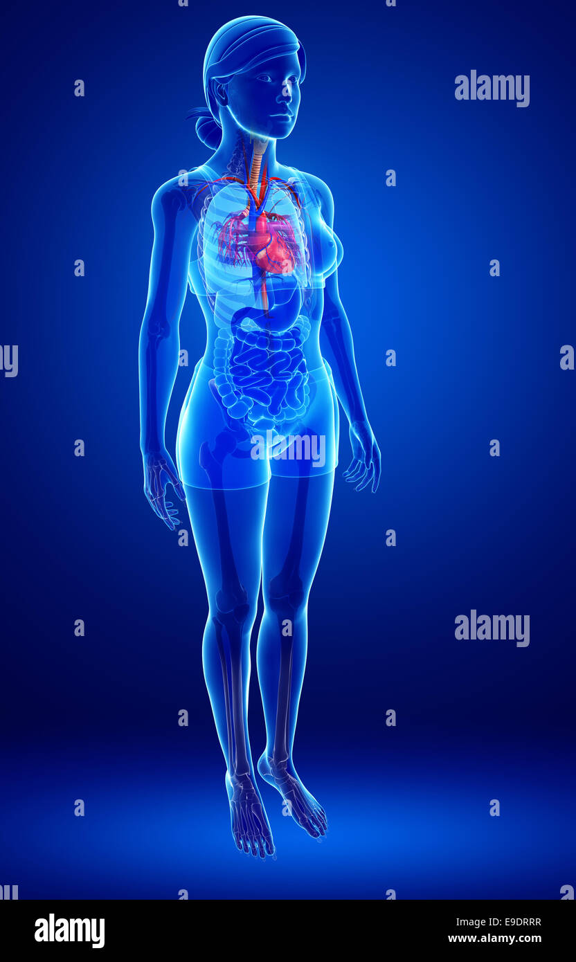 Illustration of Female heart anatomy Stock Photo - Alamy