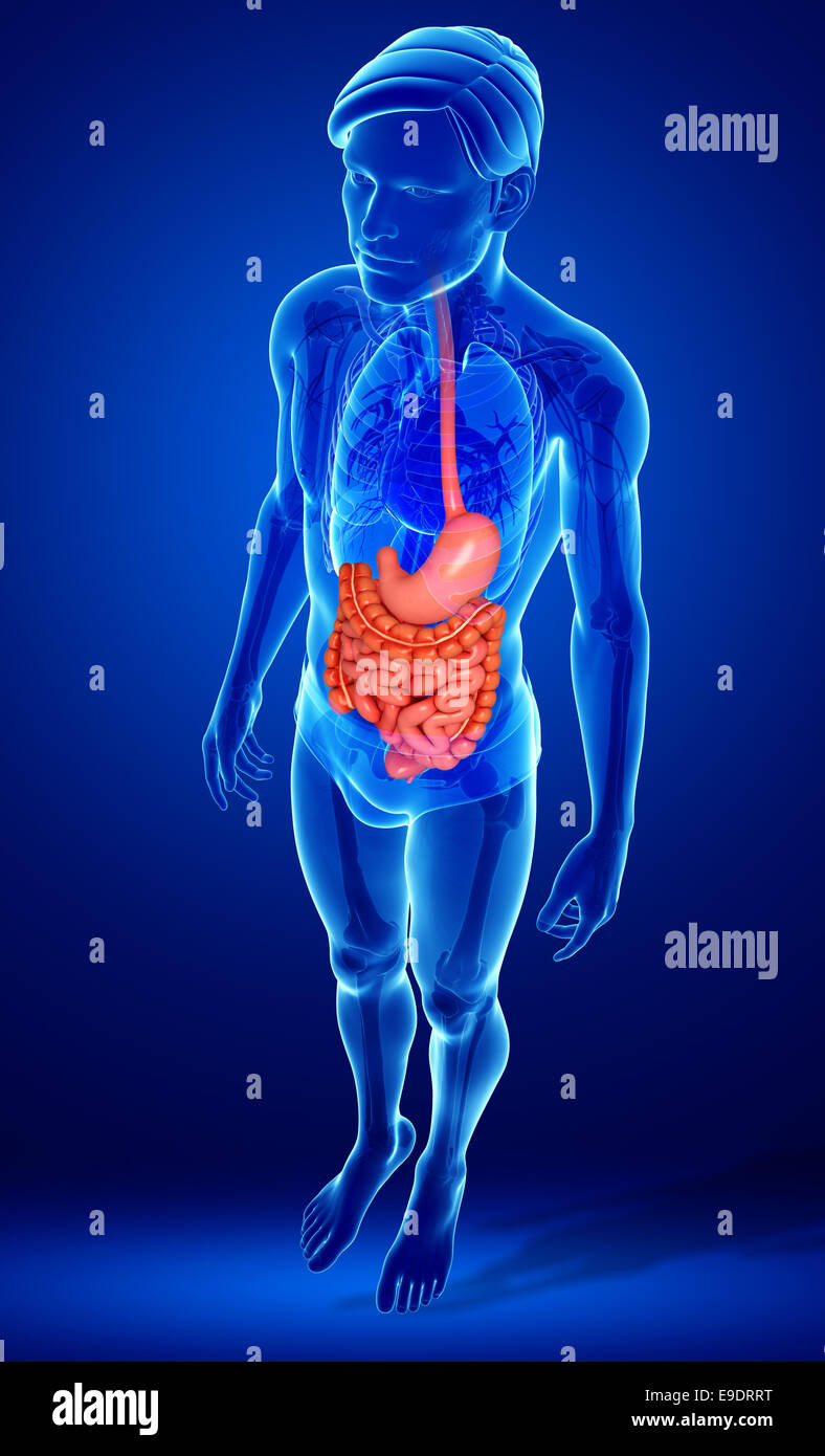 Illustration of male small intestine anatomy Stock Photo - Alamy