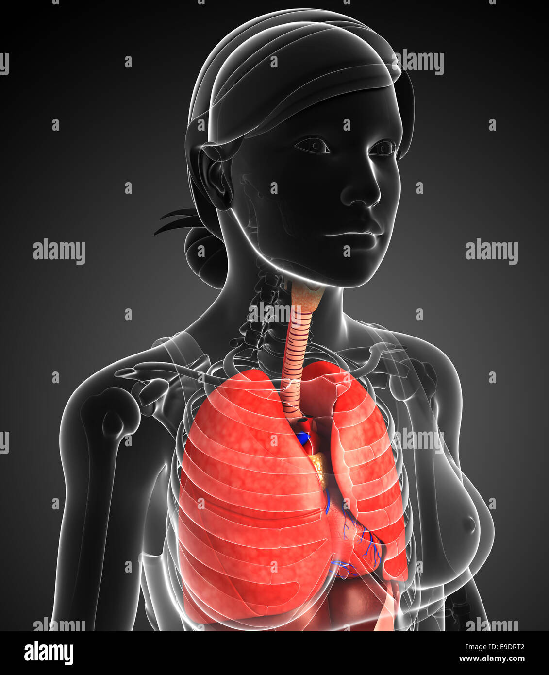 Illustration of female respiratory system Stock Photo - Alamy
