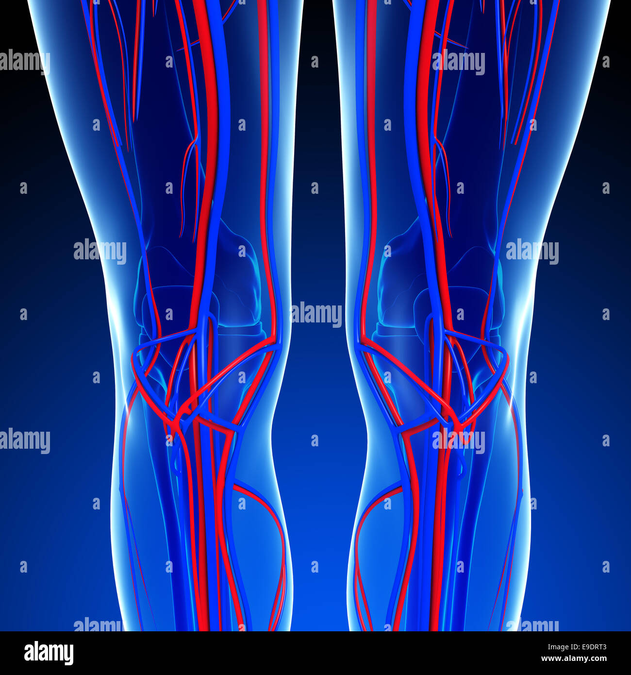 Illustration of Knee circulatory system Stock Photo - Alamy