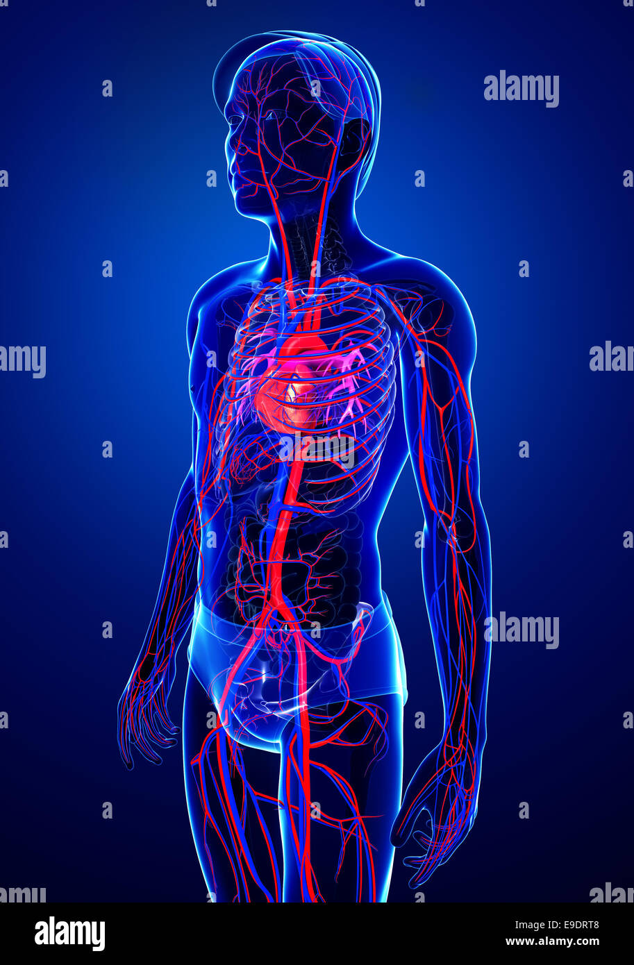 Illustration of Male circulatory system Stock Photo - Alamy