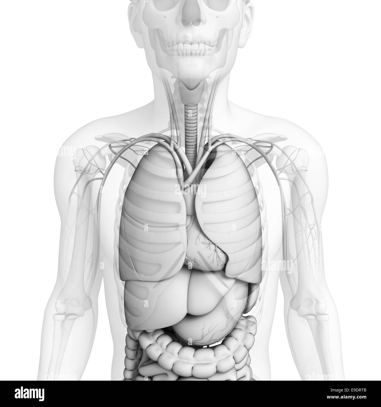 Illustration of male digestive system Stock Photo - Alamy