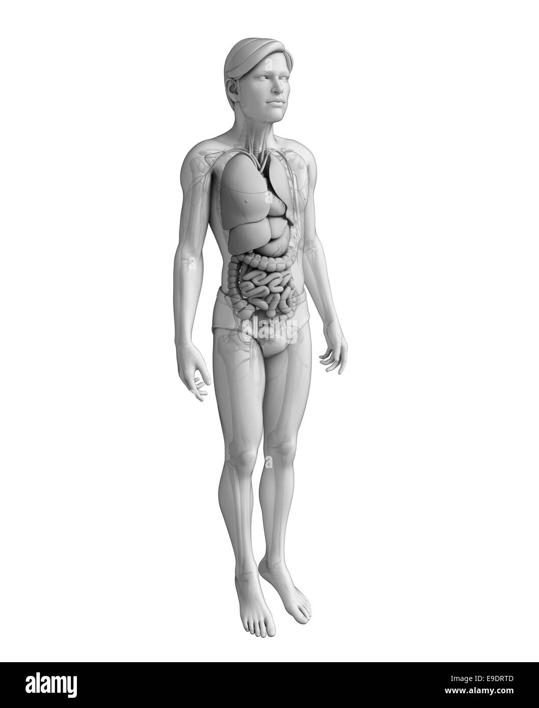 Illustration of male digestive system Stock Photo - Alamy