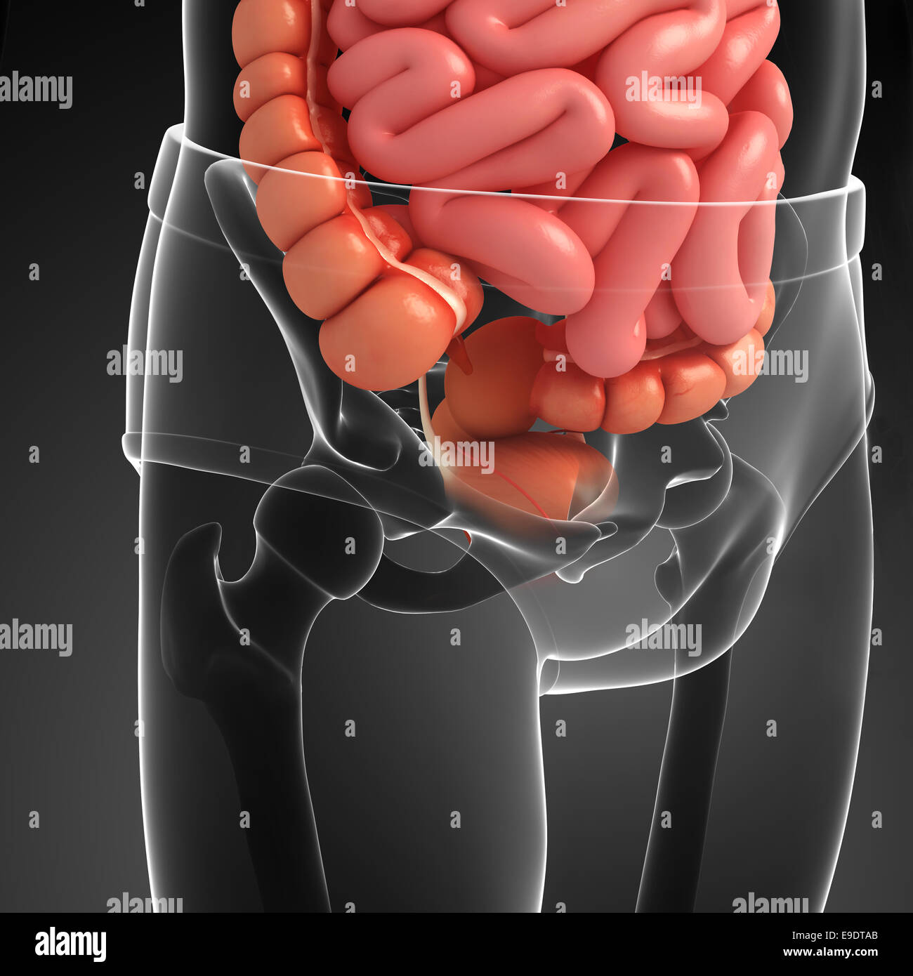 Illustration of male digestive system artwork Stock Photo - Alamy