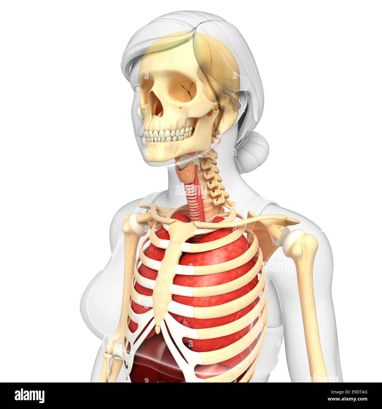 Illustration of female lungs and skeleton artwork Stock Photo - Alamy