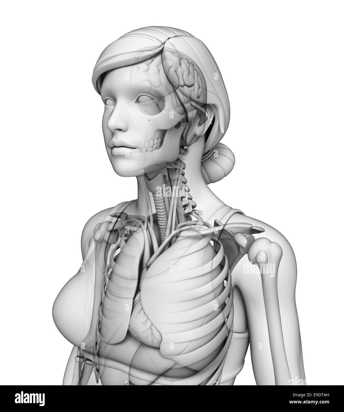 Illustration of human body respiratory system Stock Photo - Alamy Illustration of human body respiratory system Stock Photo - Alamy