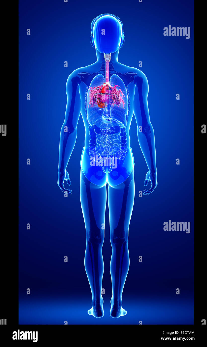 Illustration of male heart anatomy Stock Photo - Alamy