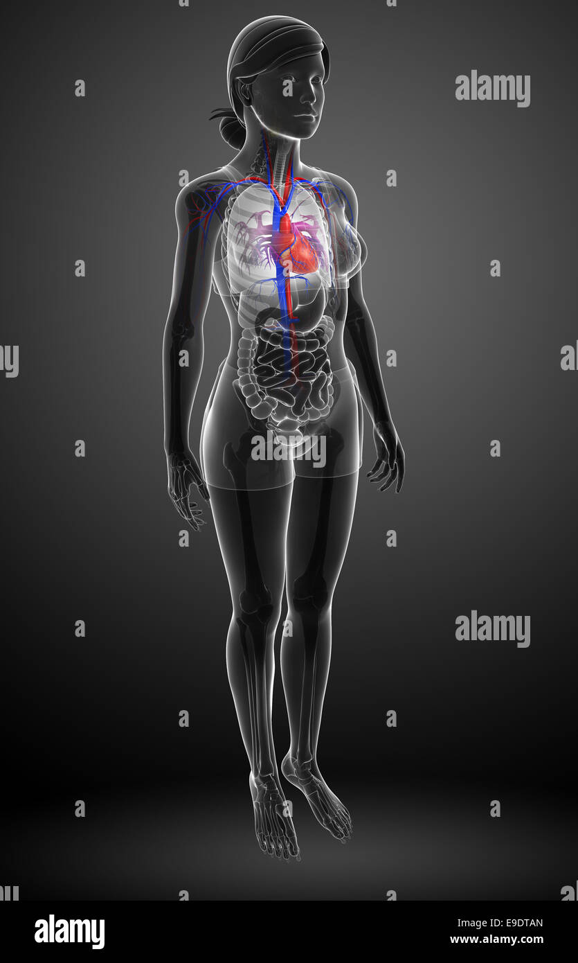 Illustration of Female heart anatomy Stock Photo - Alamy