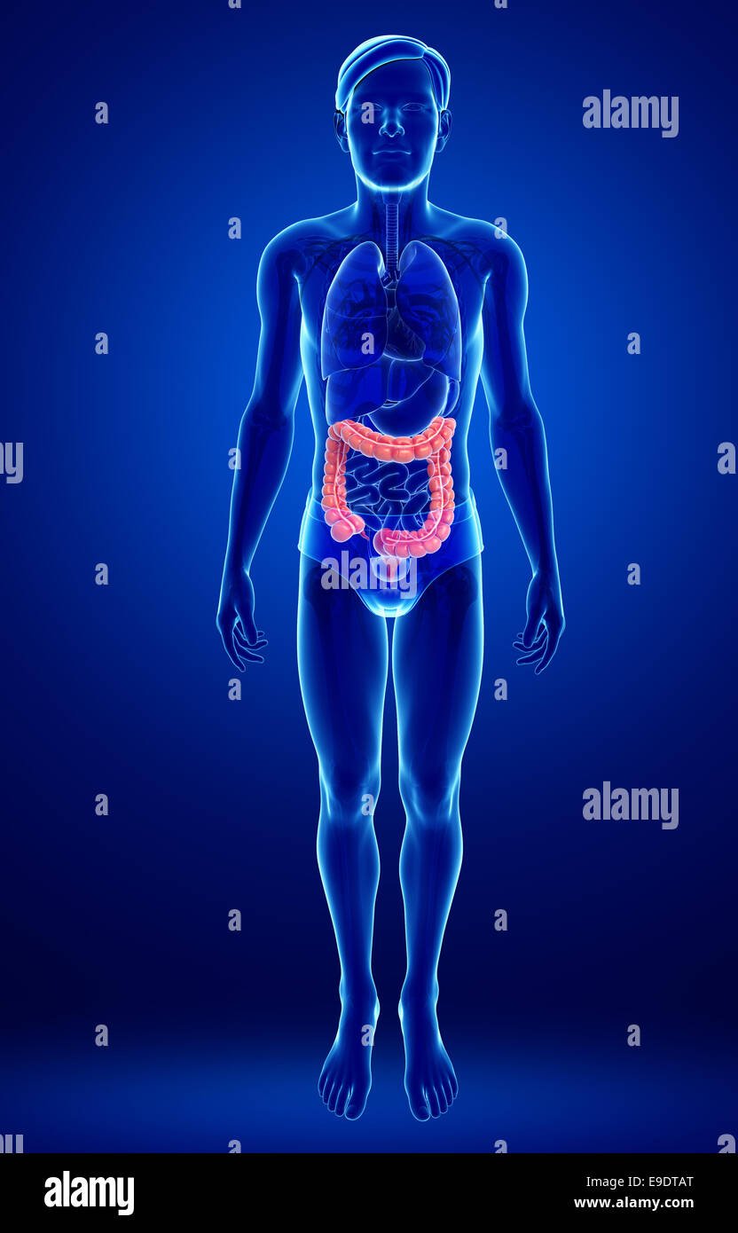 Illustration of Male large intestine anatomy Stock Photo - Alamy