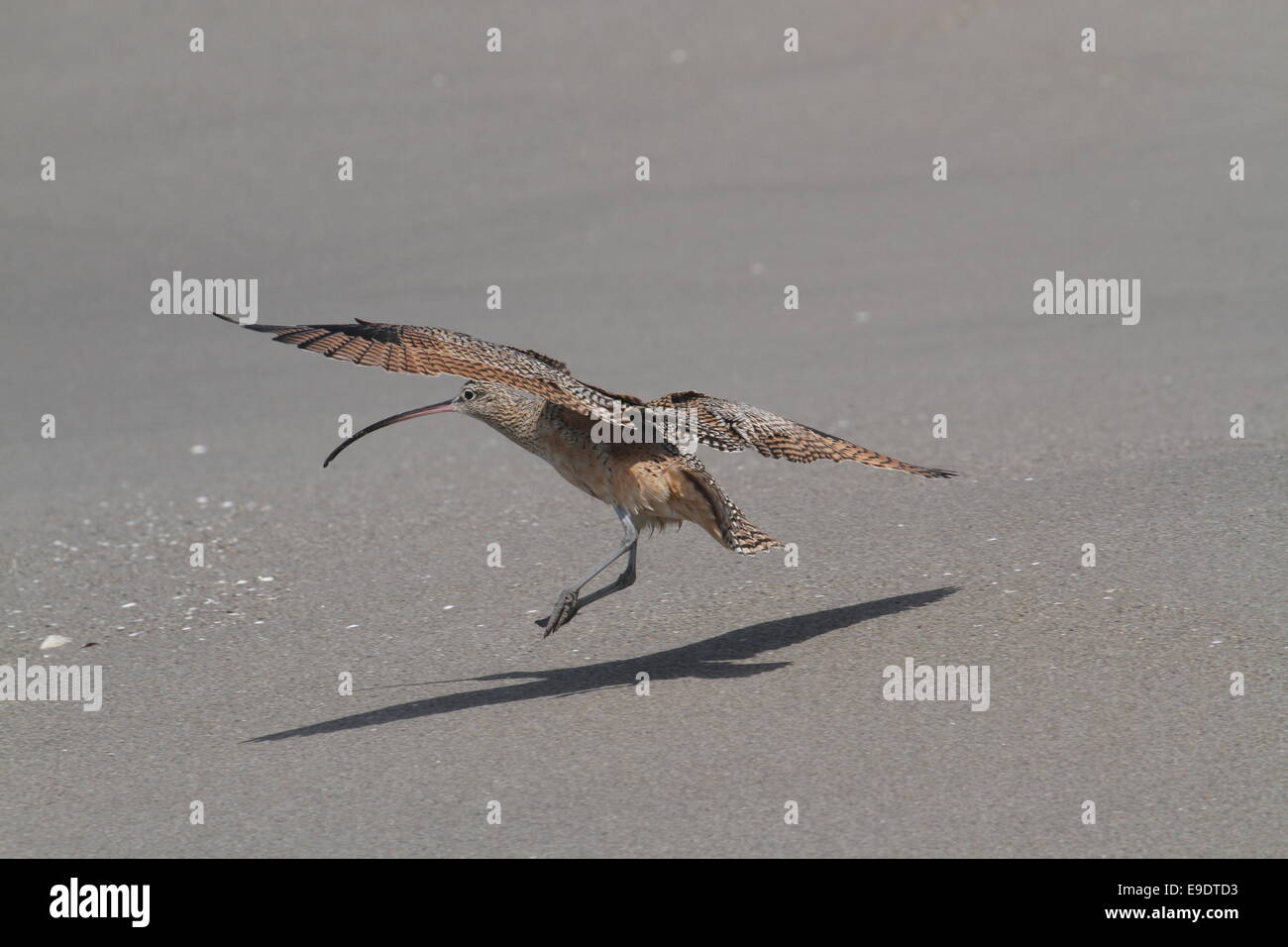 Flying curlew hi-res stock photography and images - Alamy