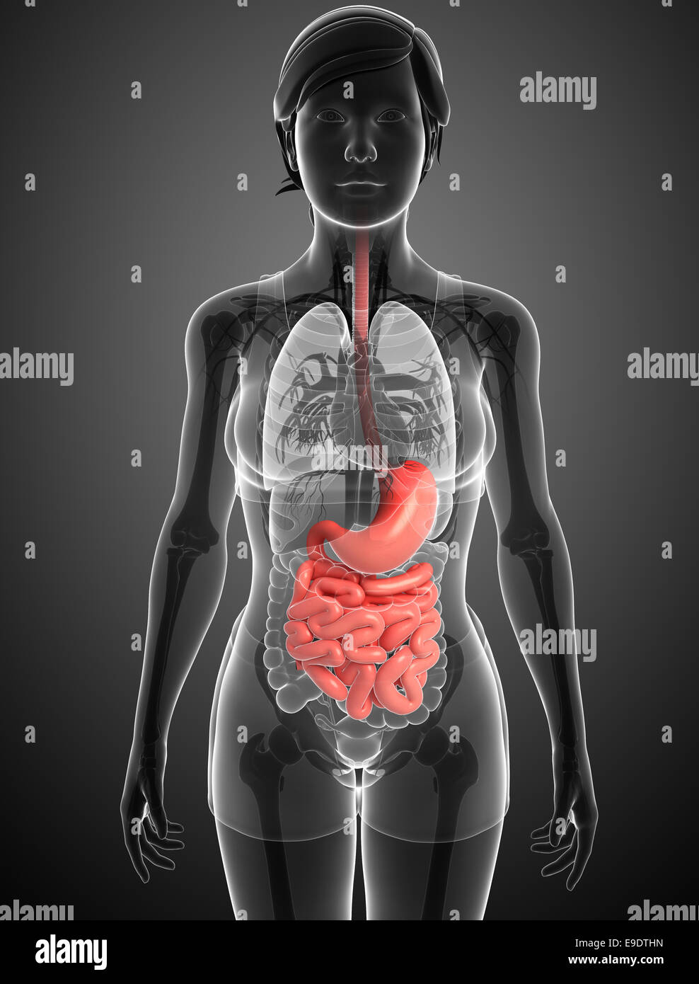 Small Intestine Anatomy