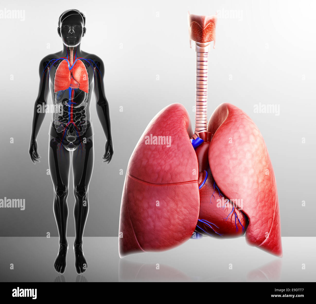 Illustration of human lungs anatomy Stock Photo - Alamy