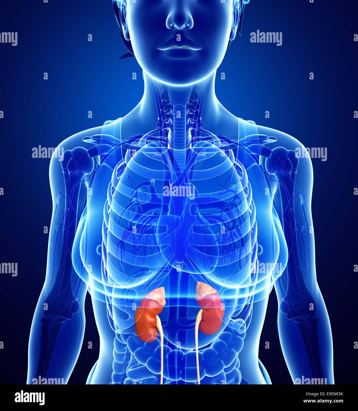 Human kidney anatomy adrenal gland hi-res stock photography and images ...