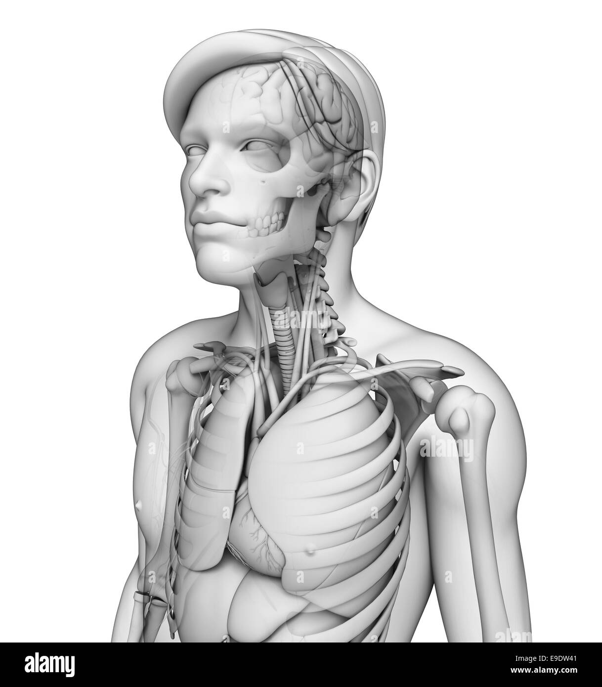 Human respiratory tract Black and White Stock Photos & Images - Alamy