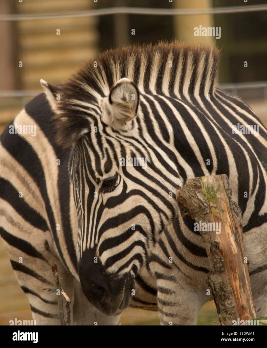 Zebra in Zoo Stock Photo - Alamy