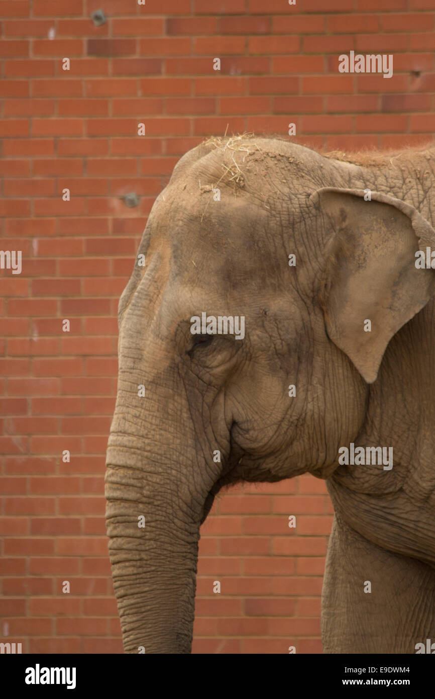 Elephant in Zoo Stock Photo - Alamy