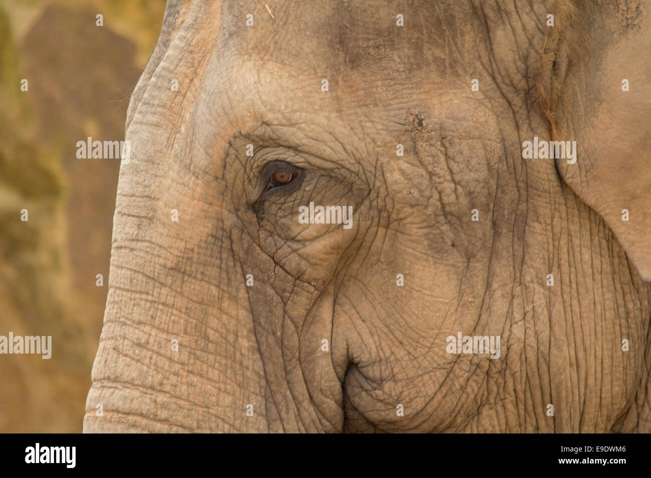 Sad elephant zoo hi-res stock photography and images - Alamy