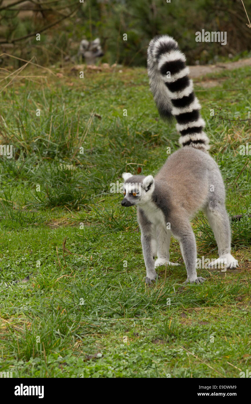 Ring Tailed Lemur Stock Photo - Alamy