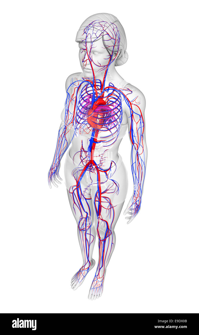 Illustration of female circulatory system Stock Photo - Alamy