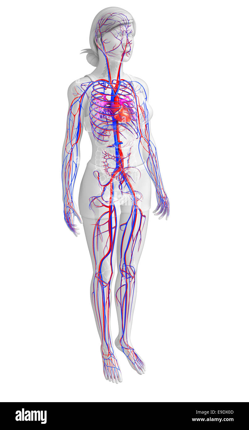 Illustration of female circulatory system Stock Photo - Alamy