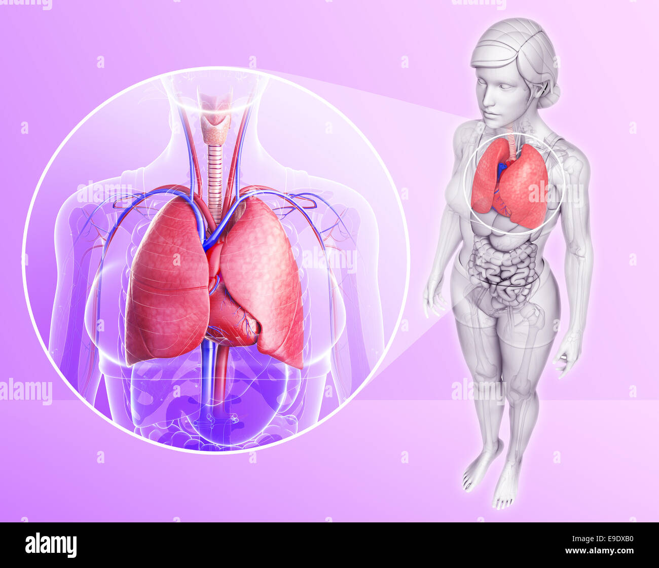 Liver and thorax anatomy Cut Out Stock Images & Pictures - Alamy