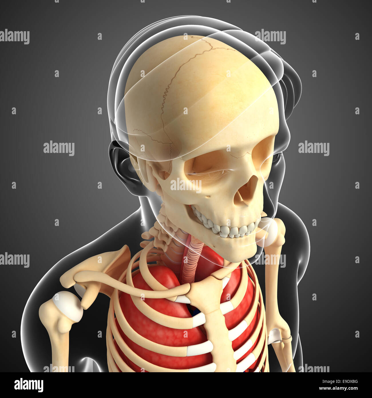 Illustration of human head anatomy Stock Photo - Alamy