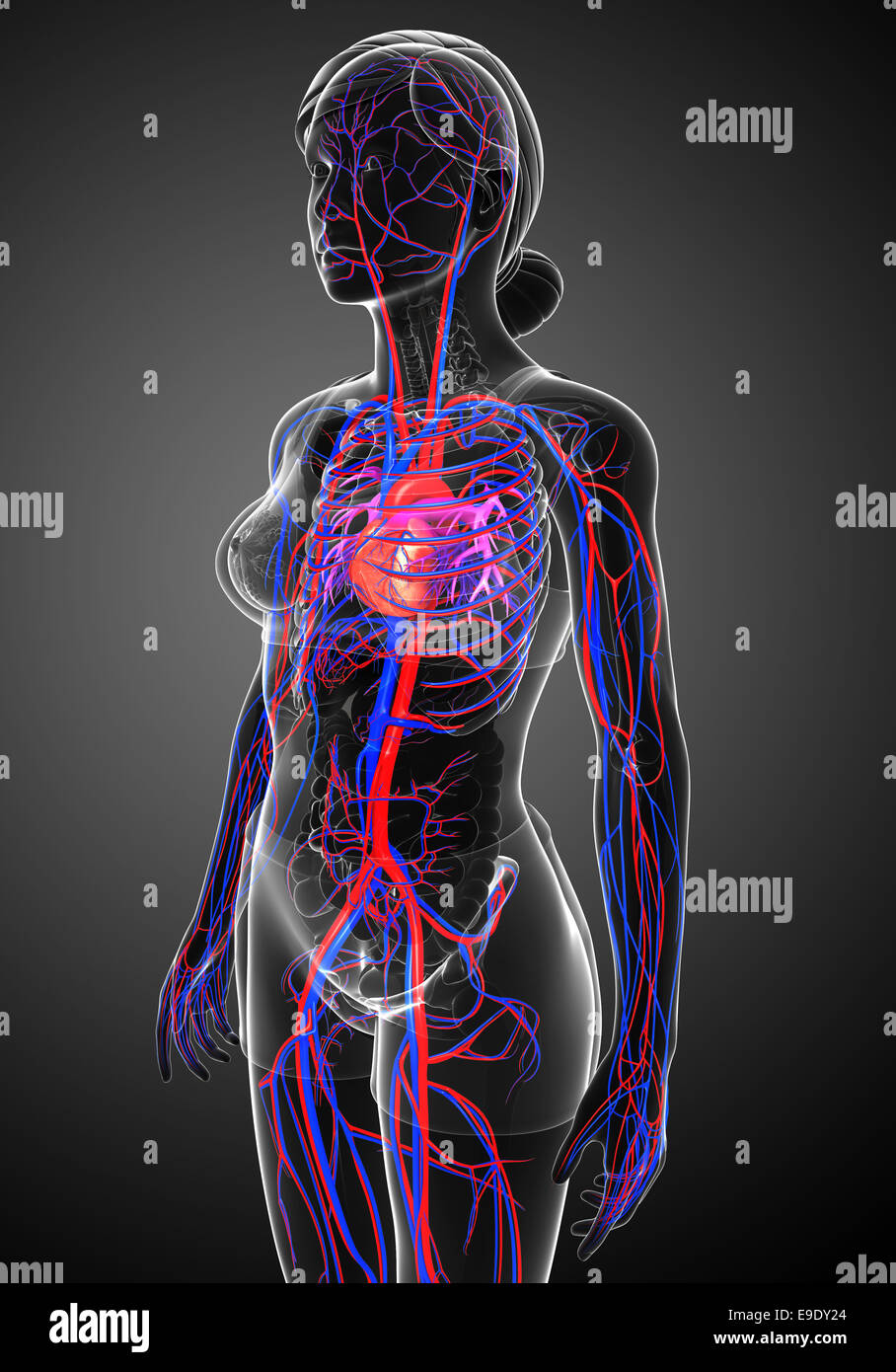 Illustration of female circulatory system Stock Photo - Alamy