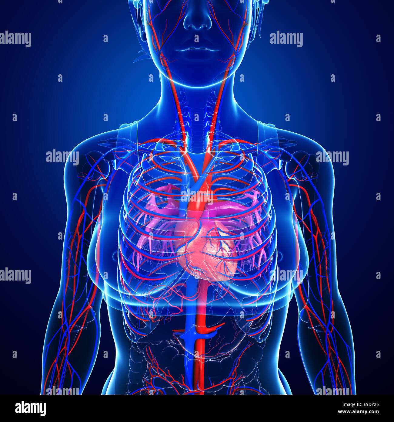 Illustration of Female heart circulatory Stock Photo - Alamy