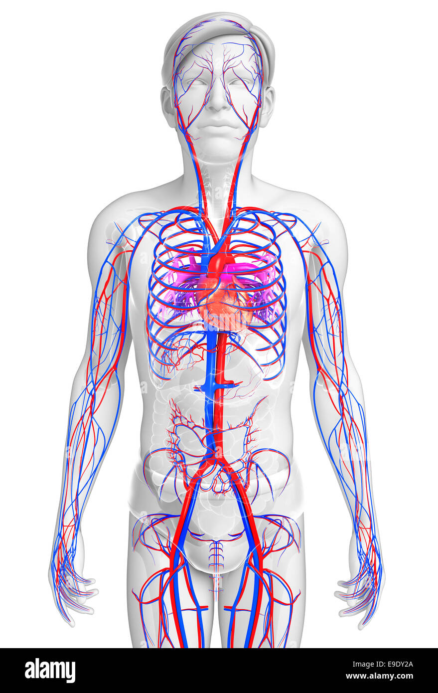 Illustration of Male circulatory system Stock Photo - Alamy