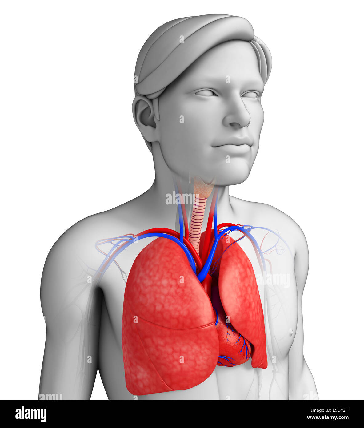 Illustration of male lungs anatomy Stock Photo - Alamy