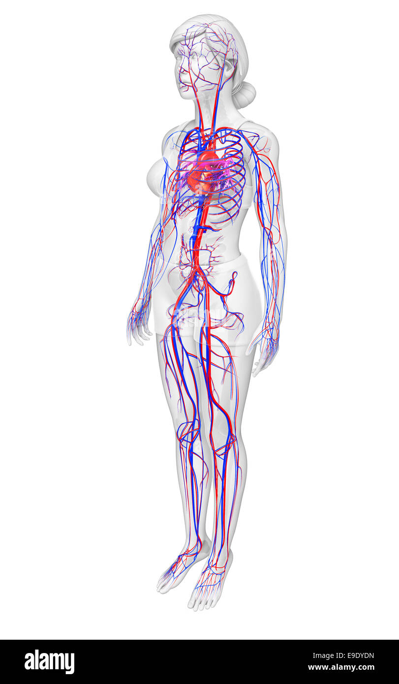Illustration of female circulatory system Stock Photo - Alamy