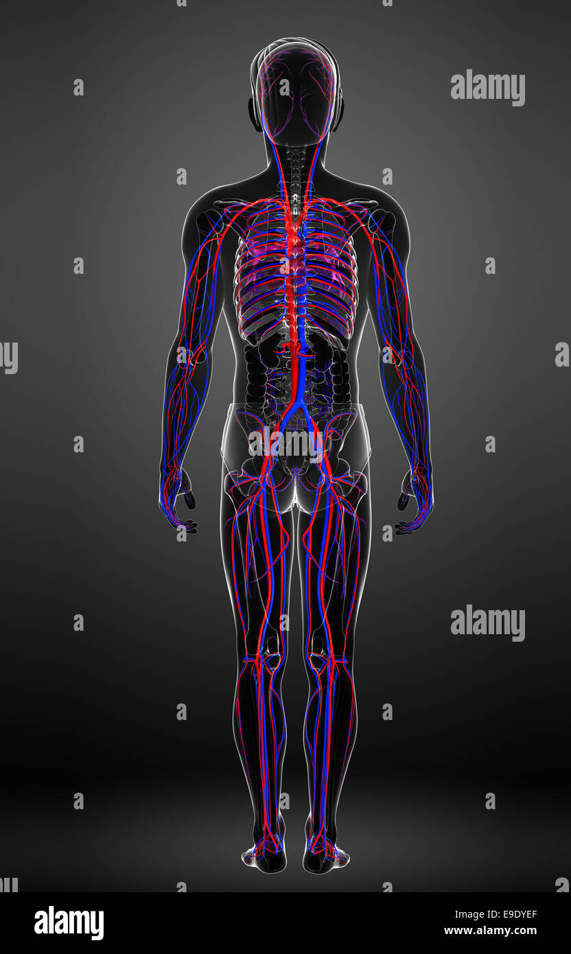 Male Circulatory System High Resolution Stock Photography and Images ...