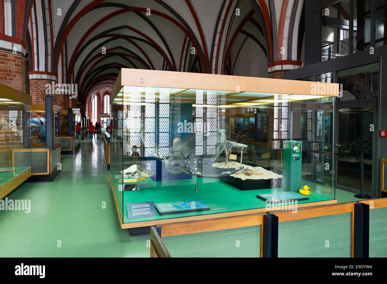Deutsches Meeresmuseum, Stralsund, Germany, Europe Stock Photo - Alamy