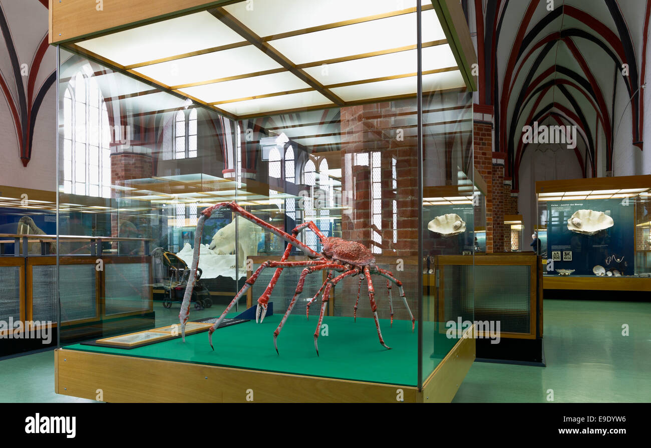 Meeresmuseum hi-res stock photography and images - Alamy