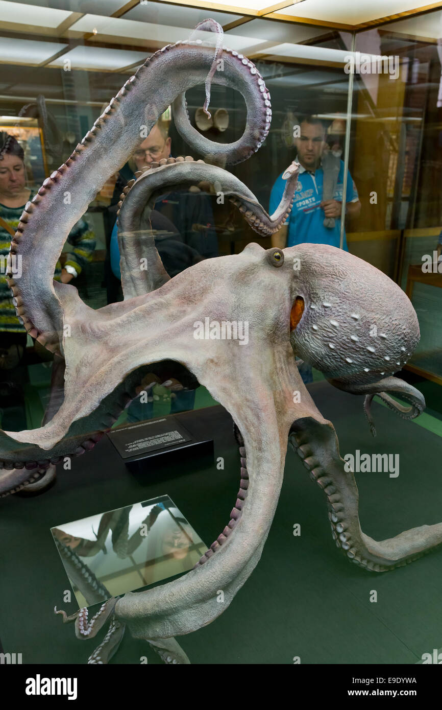 Deutsches Meeresmuseum, Stralsund, Germany, Europe Stock Photo - Alamy