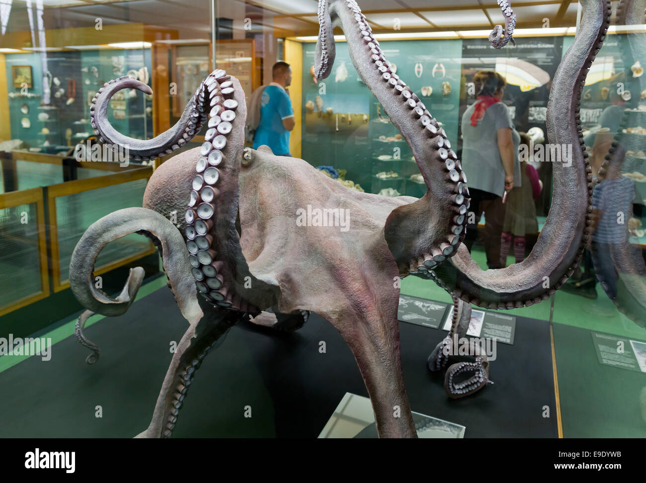 Deutsches Meeresmuseum, Stralsund, Germany, Europe Stock Photo - Alamy