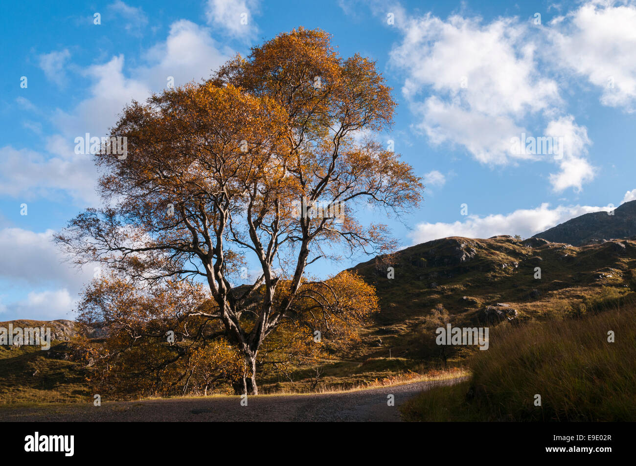 A solitary Silver Birch tree, Betula pendula, in sunlight and autumn ...