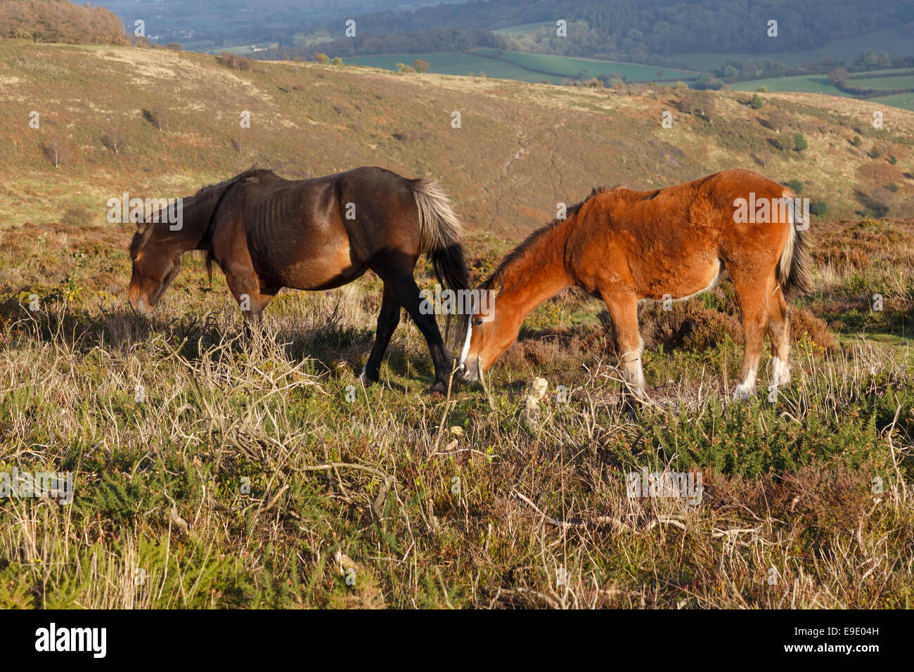 Ponies grazing on Aisholt Common - the Quantock Hills Stock Photo - Alamy