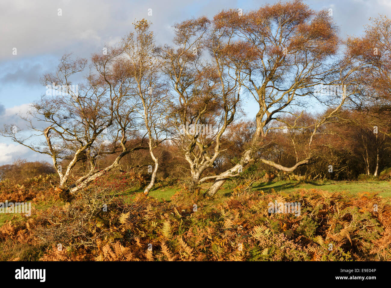 Autumn on the Quantock Hills, birch trees and bracken Stock Photo - Alamy