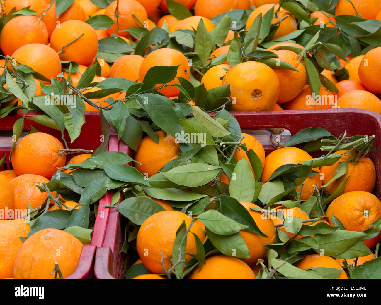 Baskets of Spanish oranges, scattered with orange leaves, in an open ...